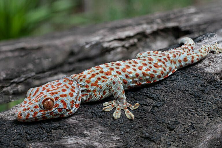 Gecko Symbolism - Spirit Animal Totems