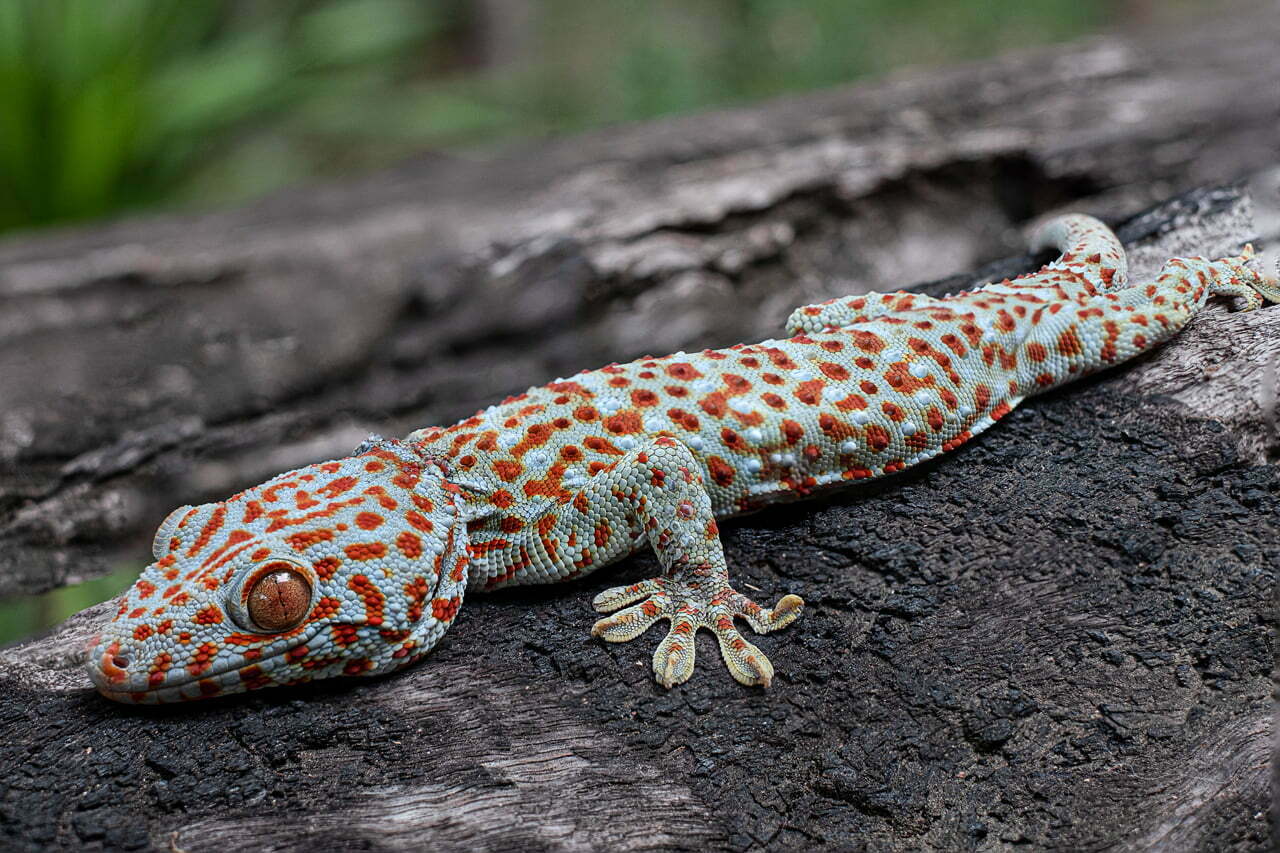 Gecko Symbolism - Spirit Animal Totems