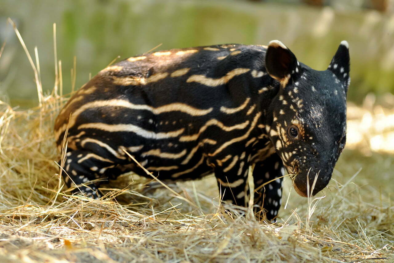 Tapir Symbolism - Spirit Animal Totems