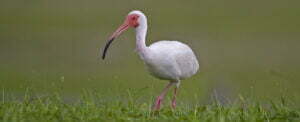 Ibis Symbolism - Spirit Animal Totems