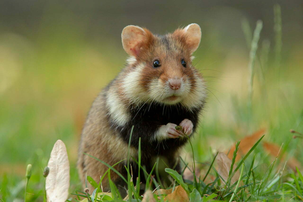 Hamster Symbolism - Spirit Animal Totems