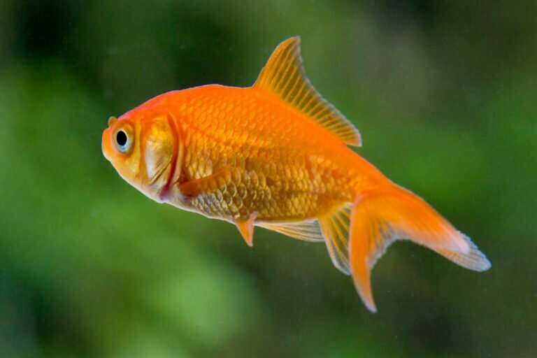 Goldfish Symbolism - Spirit Animal Totems