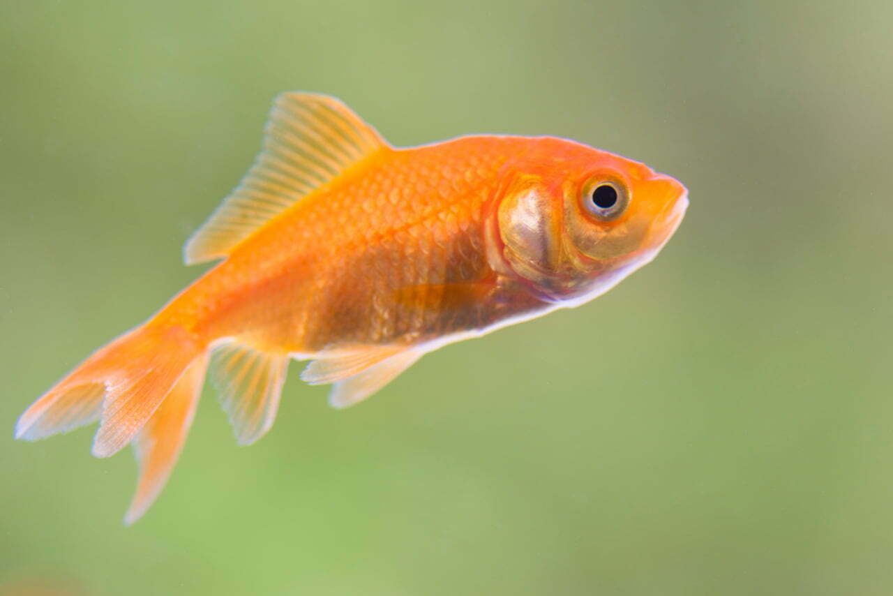 Goldfish Symbolism - Spirit Animal Totems