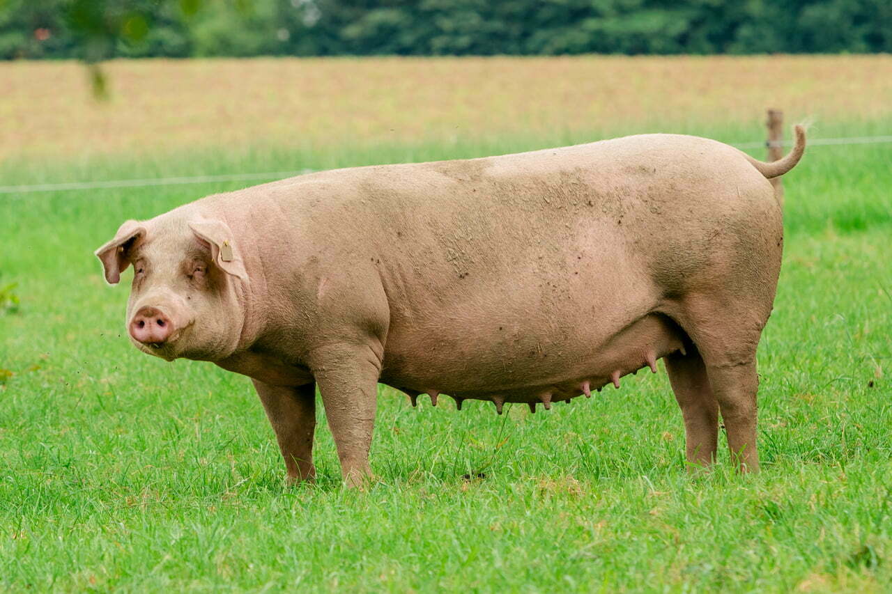 Pig Symbolism - Spirit Animal Totems