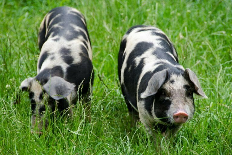 Pig Symbolism - Spirit Animal Totems