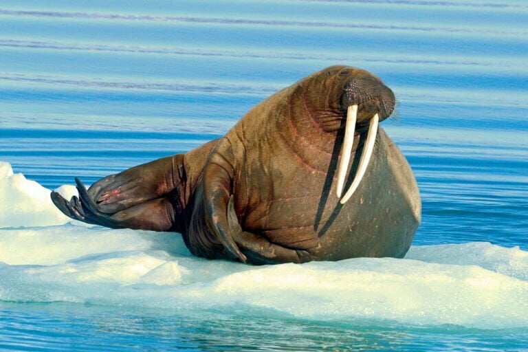 Walrus Symbolism - Spirit Animal Totems