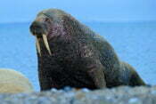 Walrus Symbolism - Spirit Animal Totems