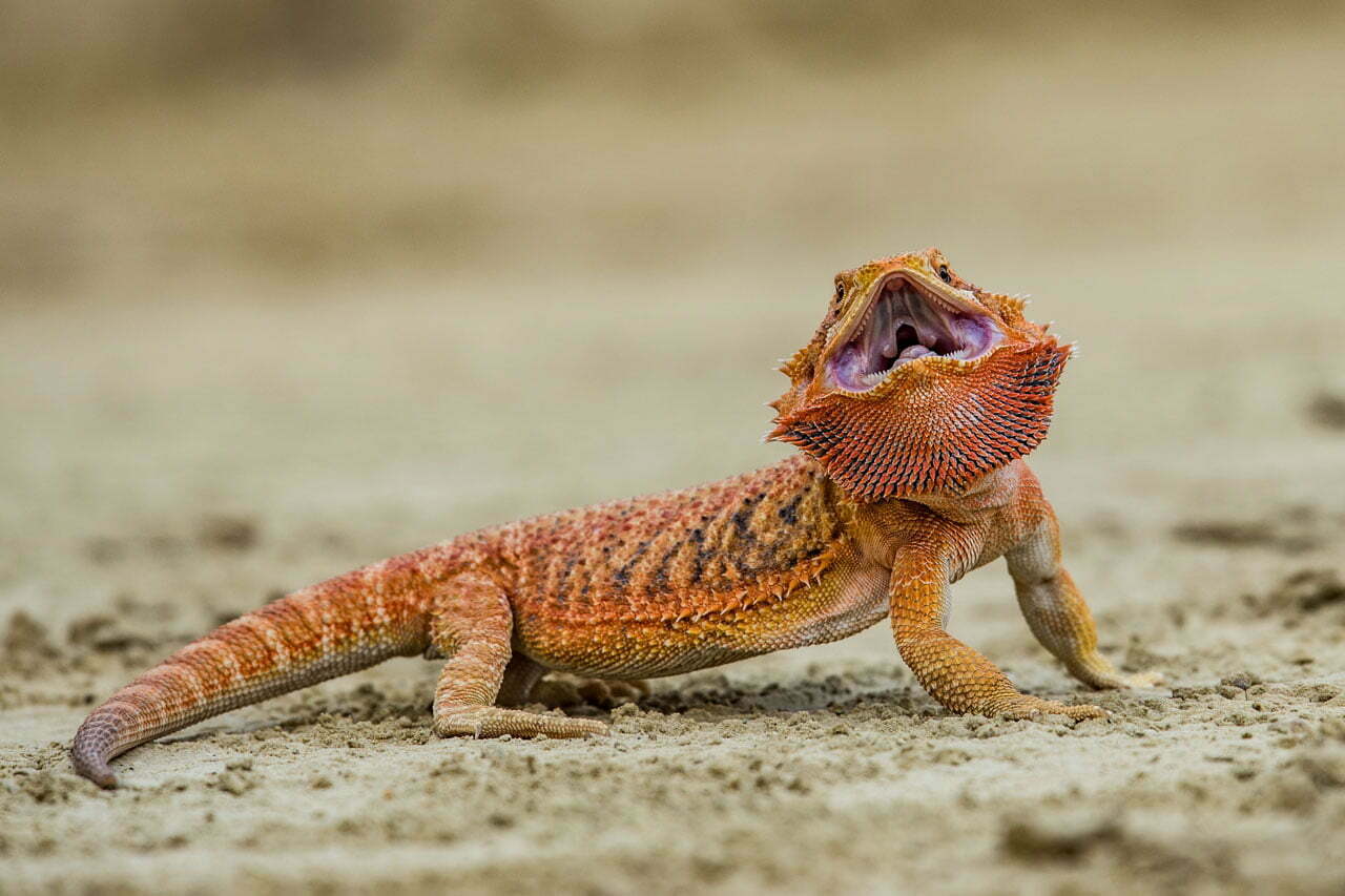 Bearded Dragon Symbolism Symbolism, Dreams, & Messages - Spirit Animal ...