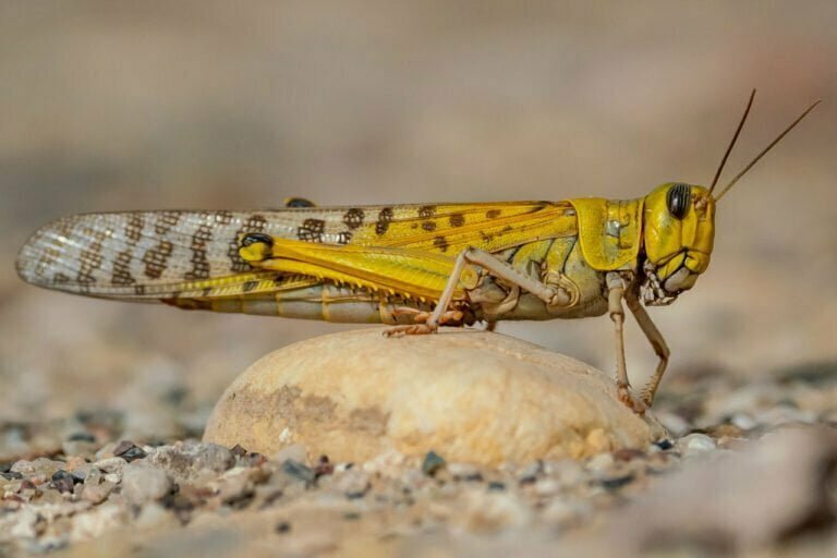 Locust Symbolism - Spirit Animal Totems