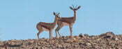 Gazelle Symbolism - Spirit Animal Totems
