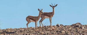 Gazelle Symbolism - Spirit Animal Totems