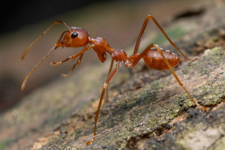 Fire Ant Symbolism - Spirit Animal Totems