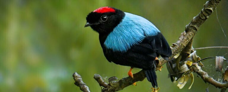 Manakin Symbolism - Spirit Animal Totems