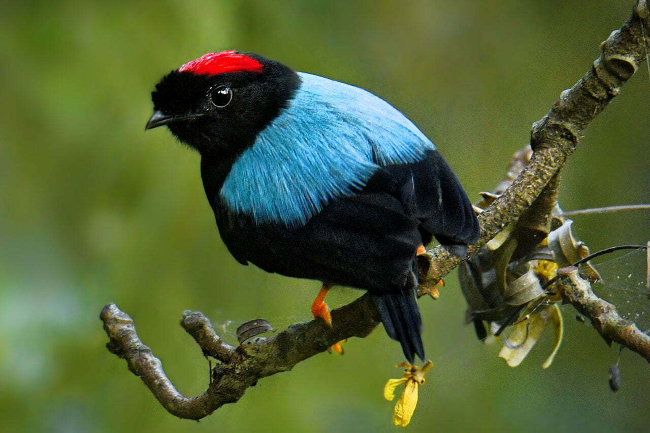 Manakin Symbolism - Spirit Animal Totems