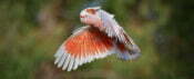 Cockatoo Symbolism - Spirit Animal Totems
