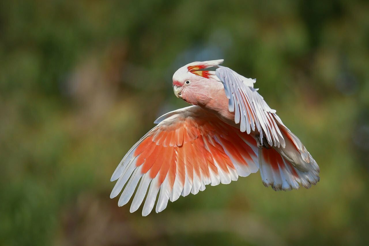 Cockatoo Symbolism - Spirit Animal Totems