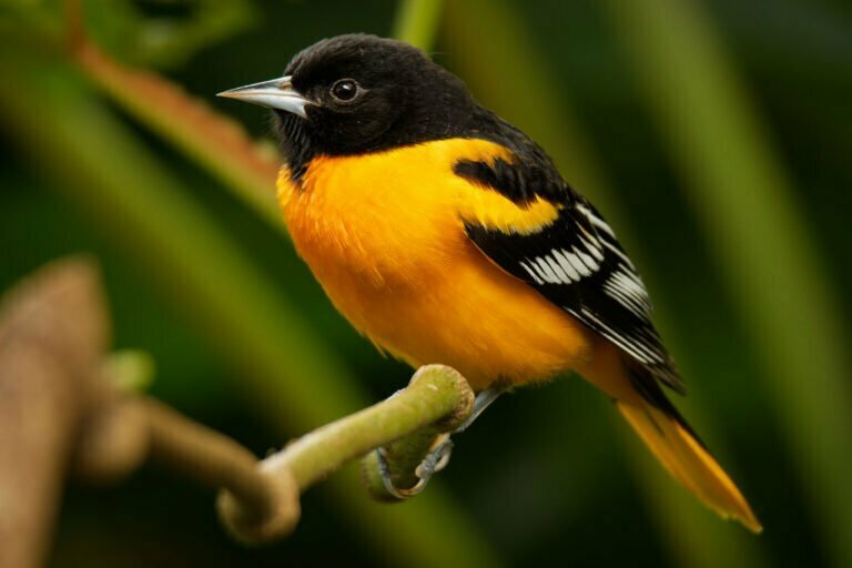 Oriole Symbolism - Spirit Animal Totems
