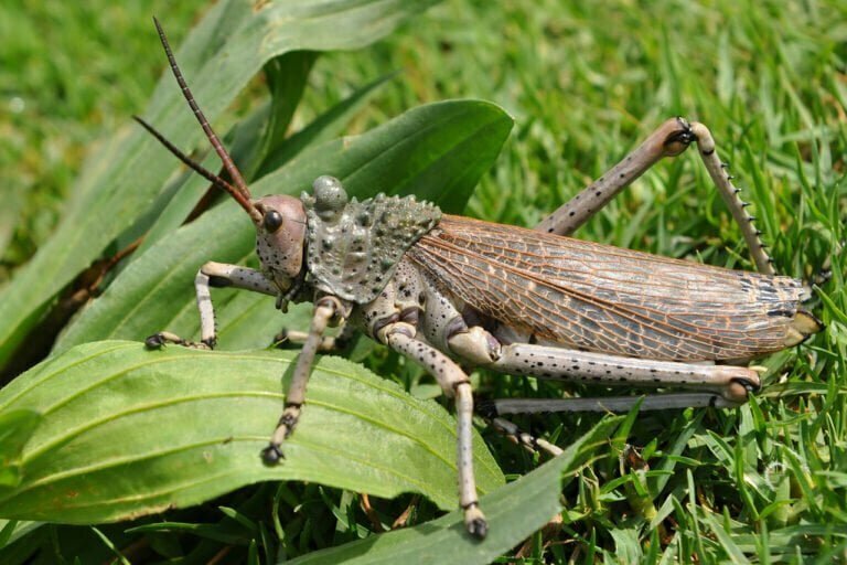 Locust Symbolism - Spirit Animal Totems
