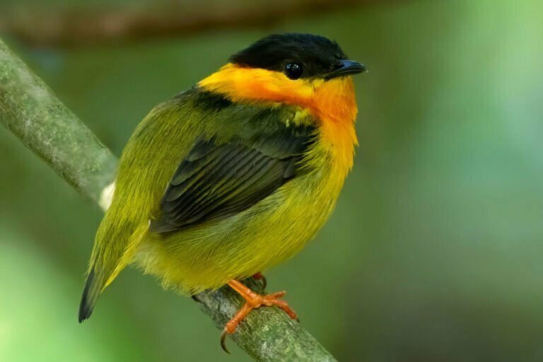 Manakin Symbolism - Spirit Animal Totems