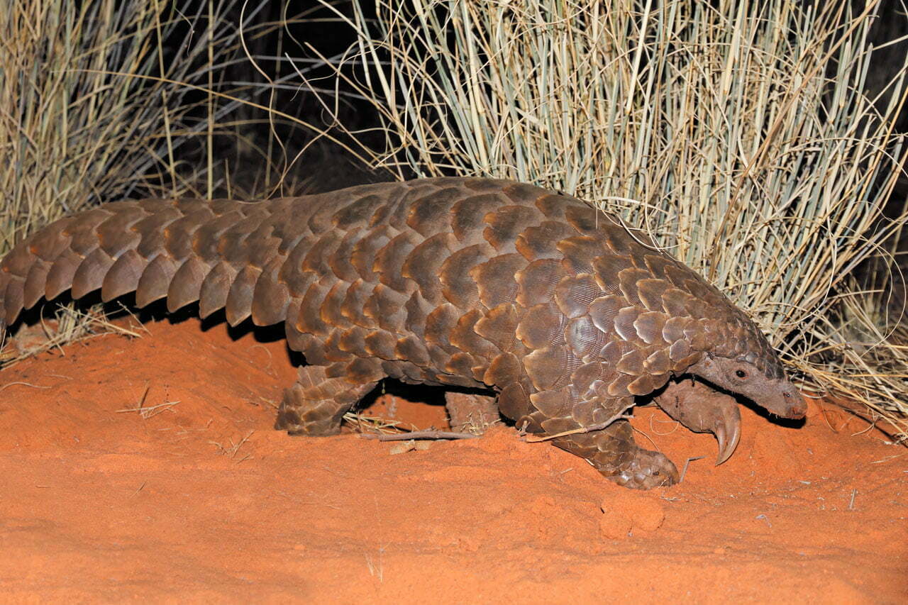 Pangolin Symbolism - Spirit Animal Totems