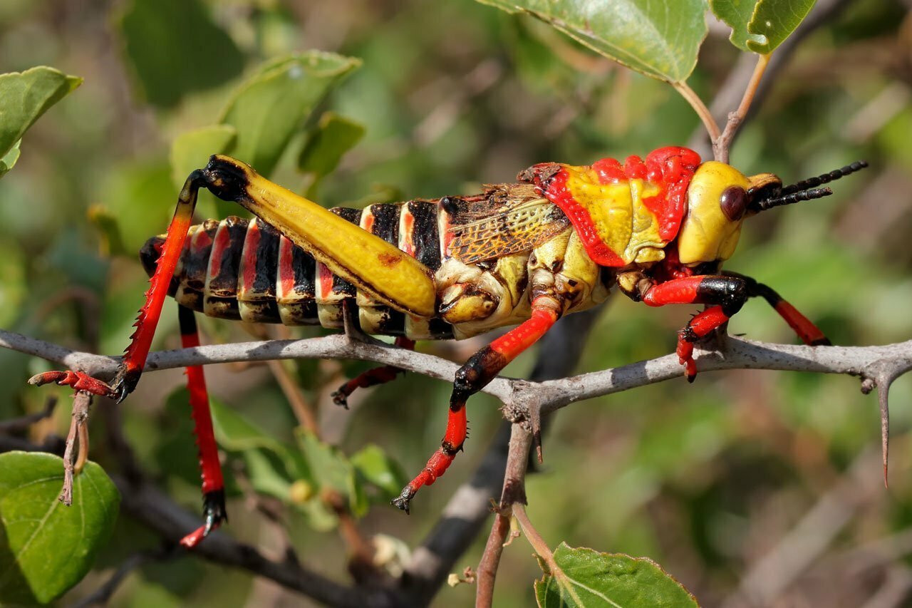 Locust Symbolism - Spirit Animal Totems