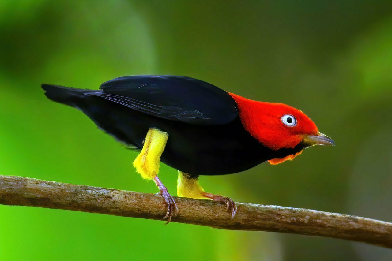 Manakin Symbolism - Spirit Animal Totems