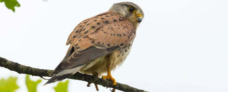 Kestrel Symbolism - Spirit Animal Totems