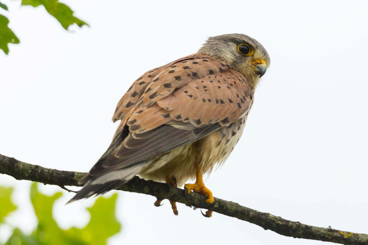 Kestrel Symbolism Spirit Animal Totems