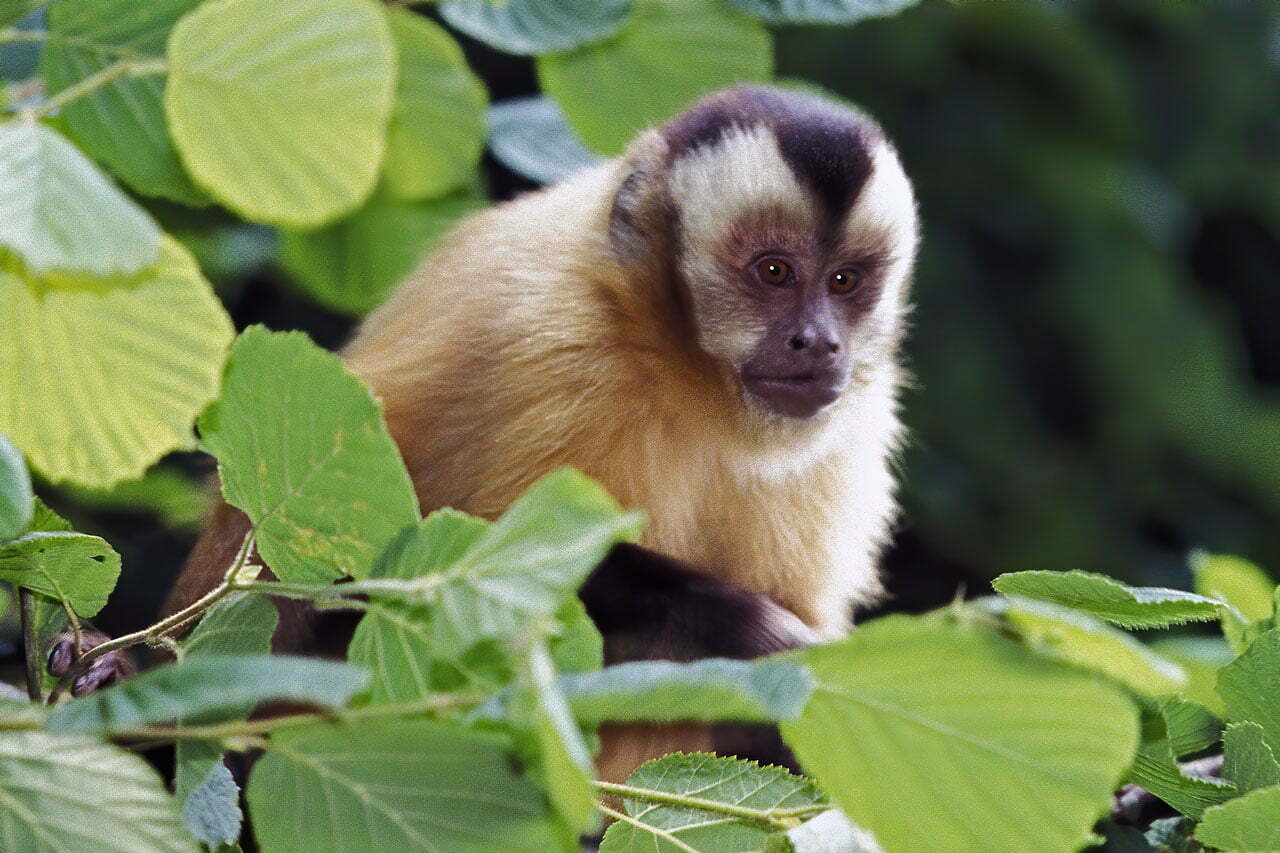 Capuchin Monkey Symbolism Symbolism, Dreams, & Messages - Spirit Animal ...