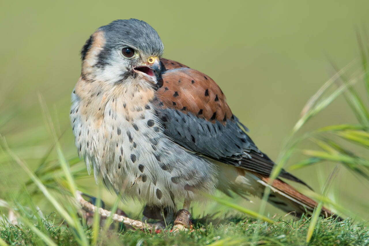 Kestrel Symbolism - Spirit Animal Totems