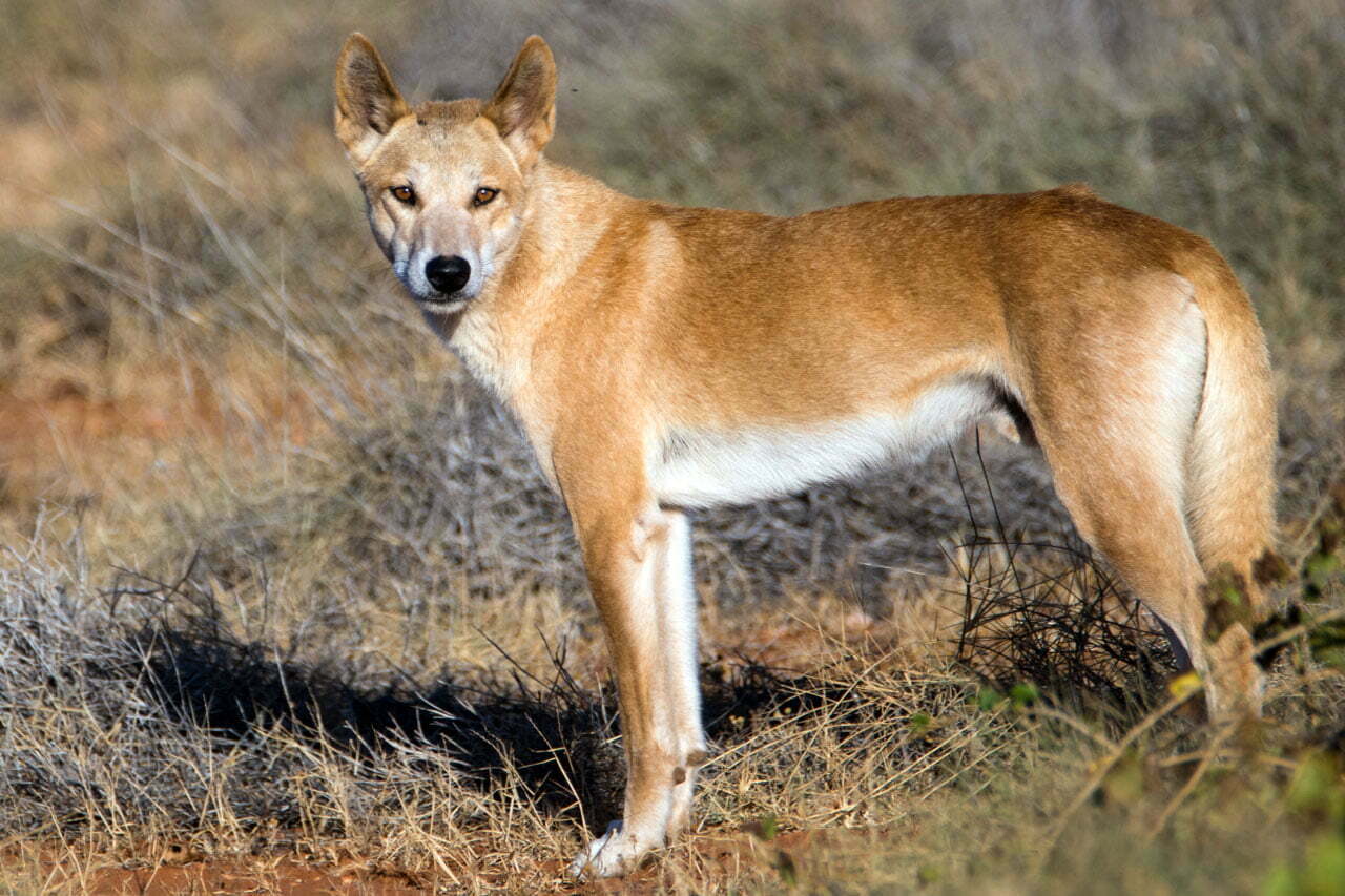 Dingo Symbolism - Spirit Animal Totems