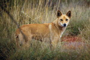 Dingo Symbolism - Spirit Animal Totems