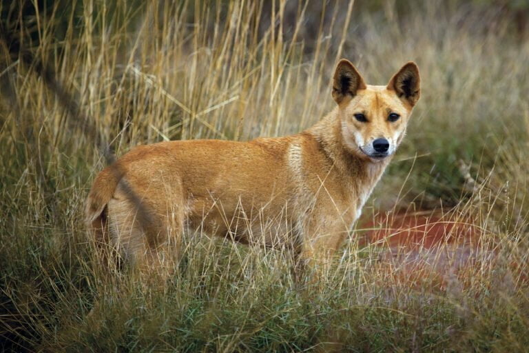 Dingo Symbolism - Spirit Animal Totems