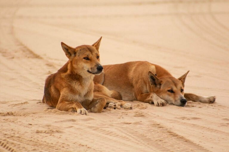 Dingo Symbolism - Spirit Animal Totems
