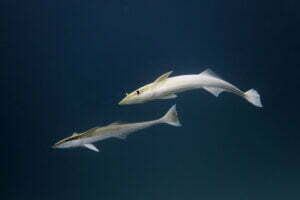 Remora Symbolism - Spirit Animal Totems