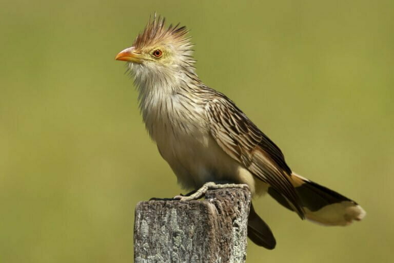 Cuckoo Symbolism - Spirit Animal Totems