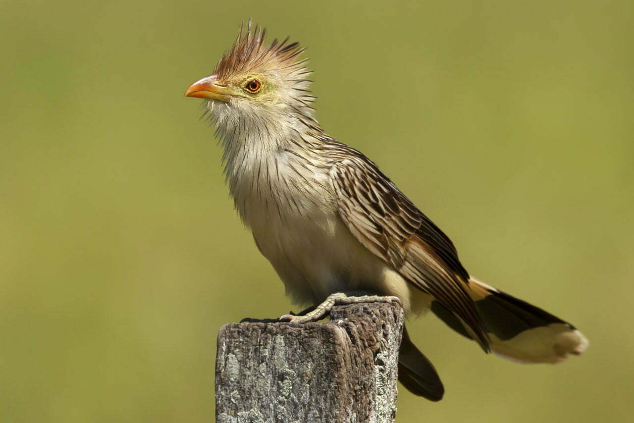 Cuckoo Symbolism - Spirit Animal Totems