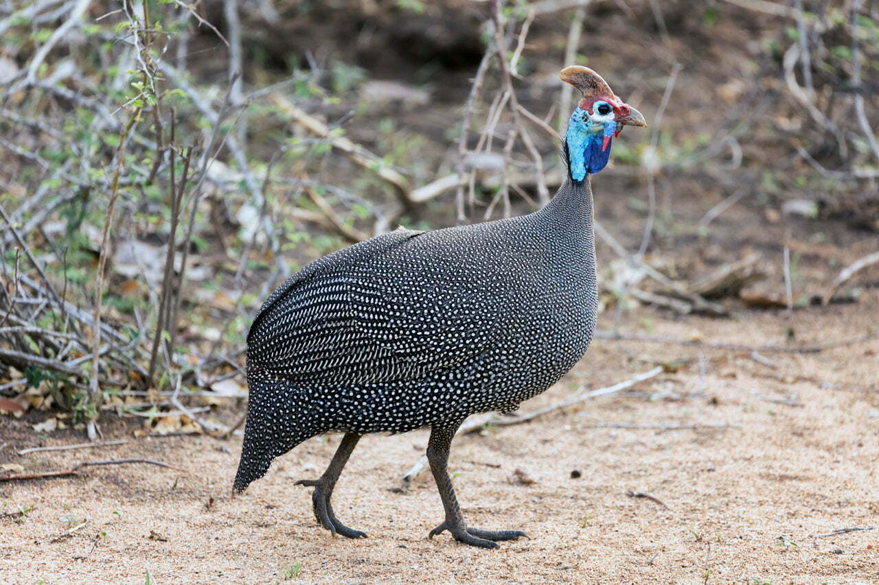 Guinea Fowl Symbolism - Spirit Animal Totems