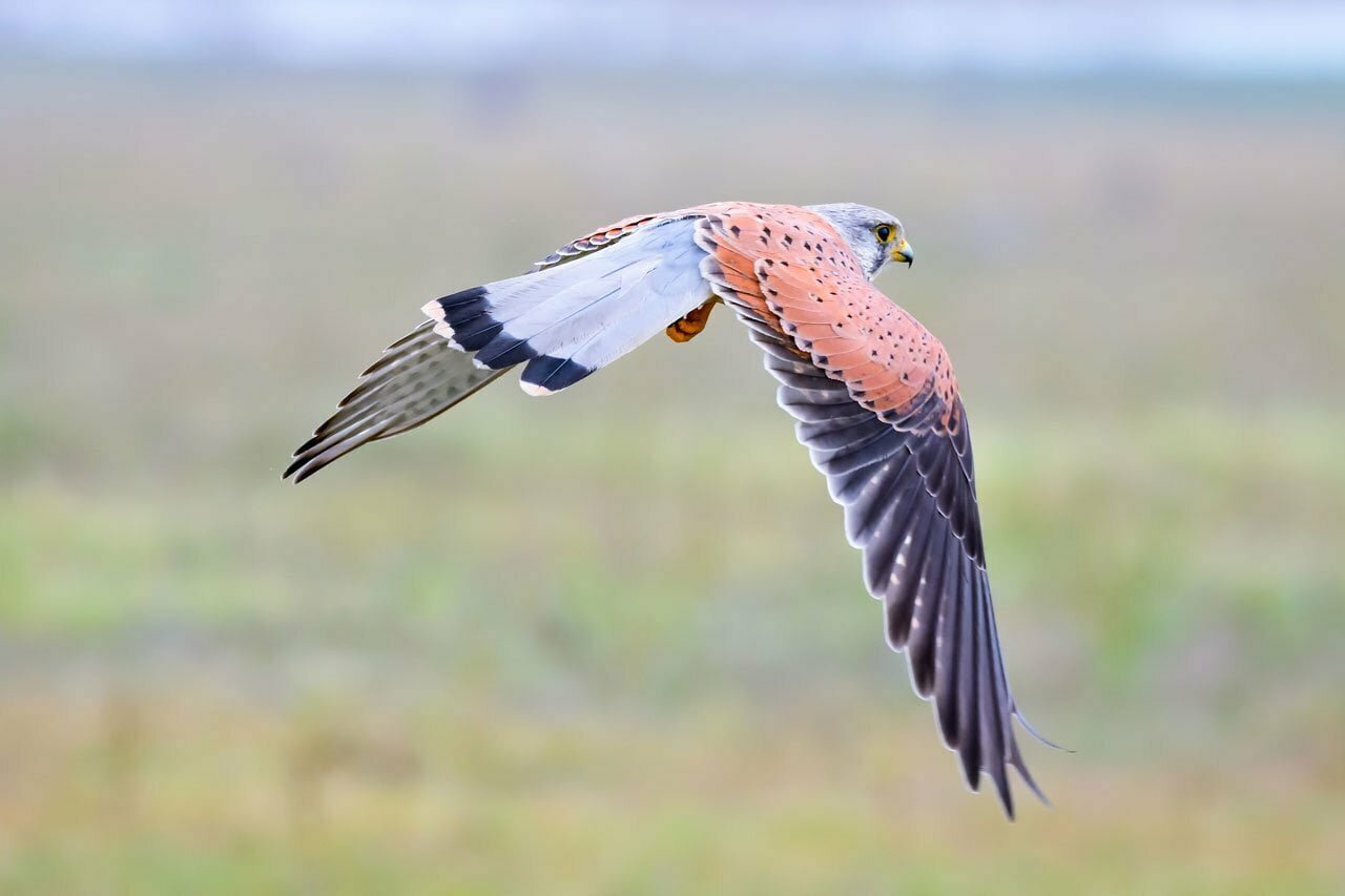 Kestrel Symbolism - Spirit Animal Totems