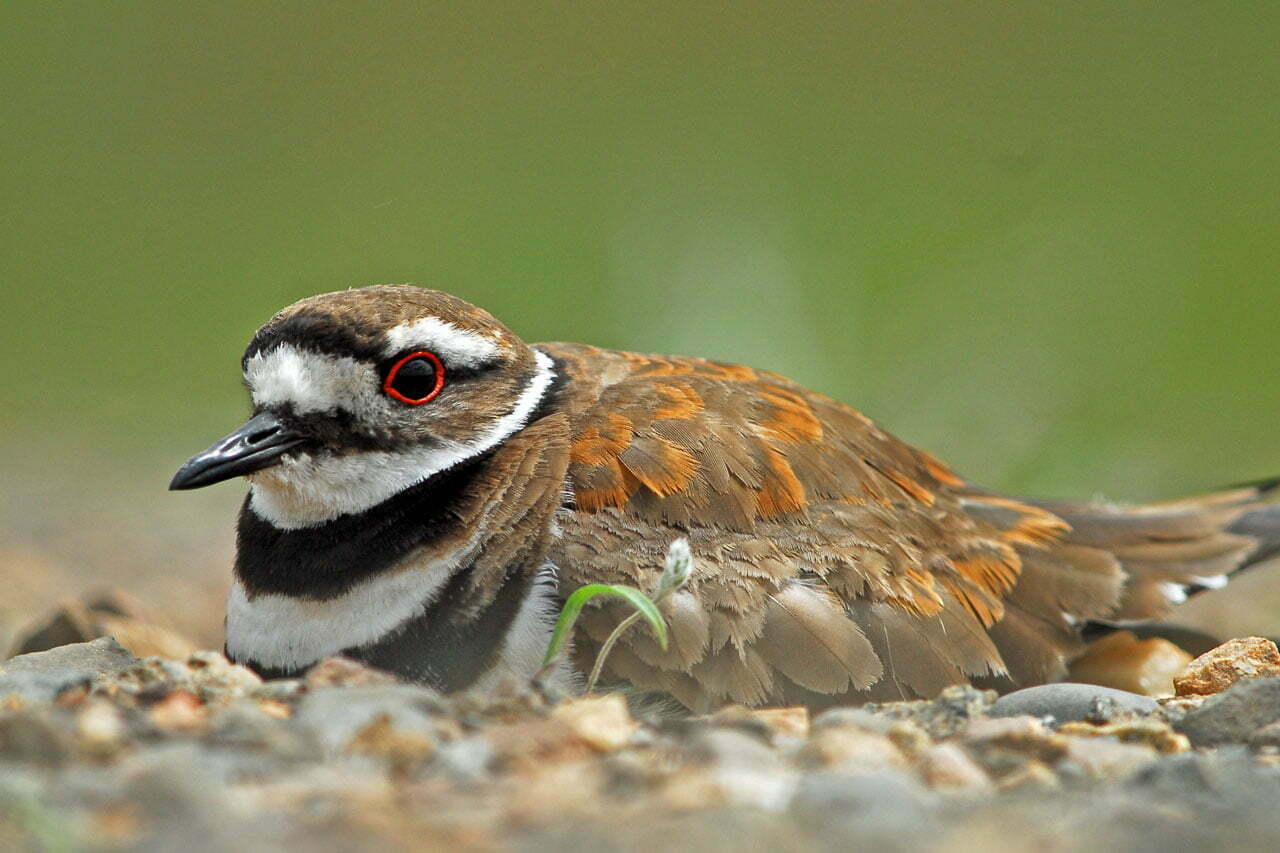 Killdeer Symbolism - Spirit Animal Totems
