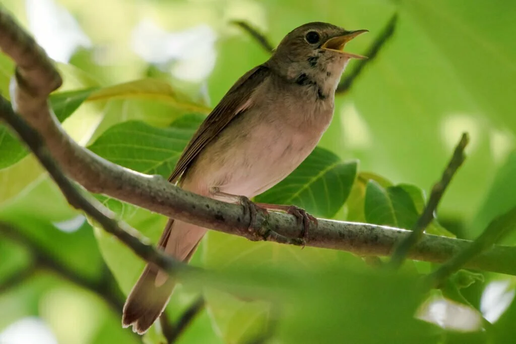 Indian Nightingale Bird