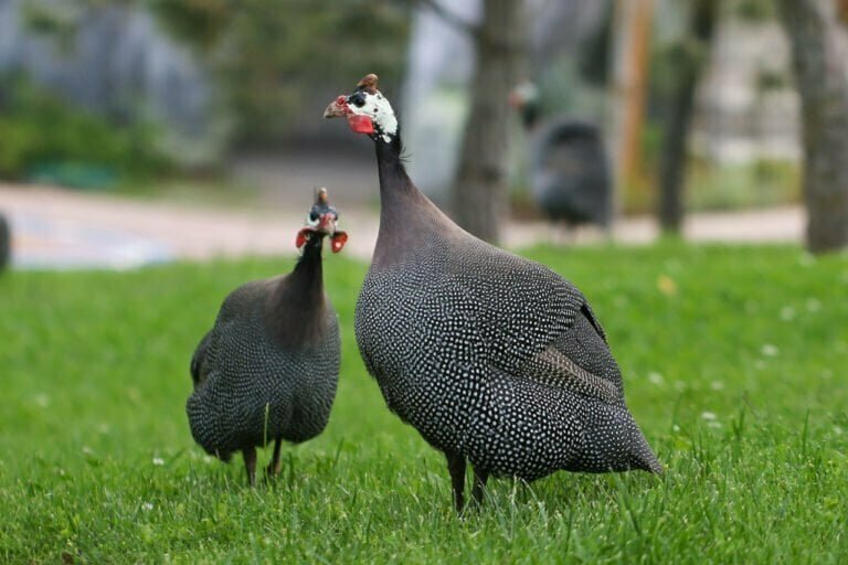 Guinea Fowl Symbolism - Spirit Animal Totems
