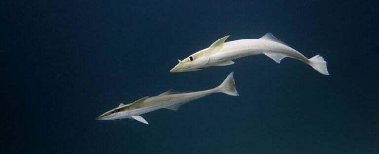 Remora Symbolism - Spirit Animal Totems