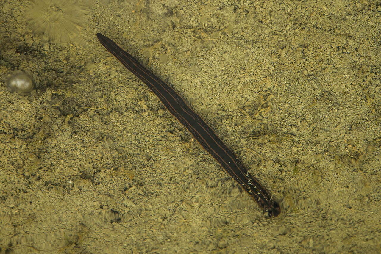 Leech Symbolism - Spirit Animal Totems