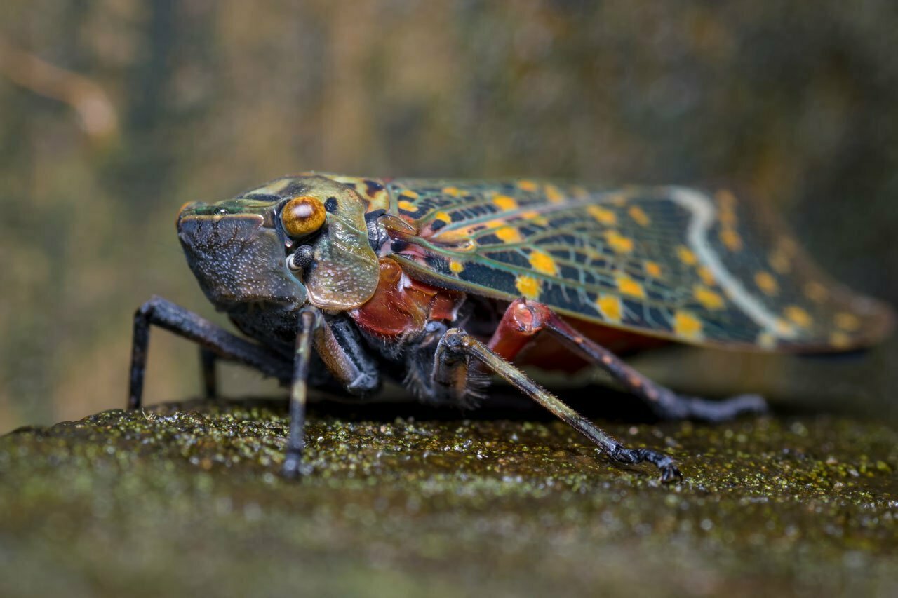 Cicada Symbolism - Spirit Animal Totems