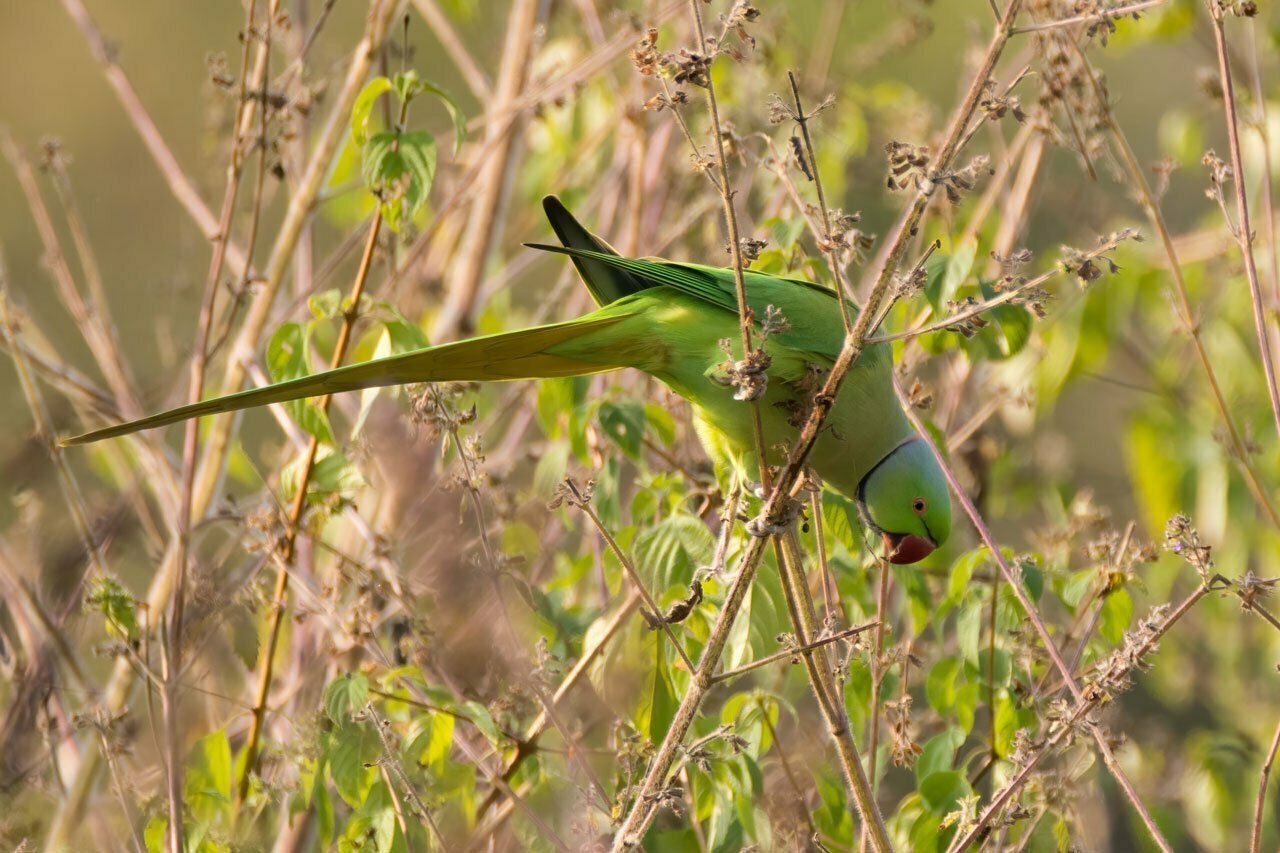 Parakeet Symbolism - Spirit Animal Totems