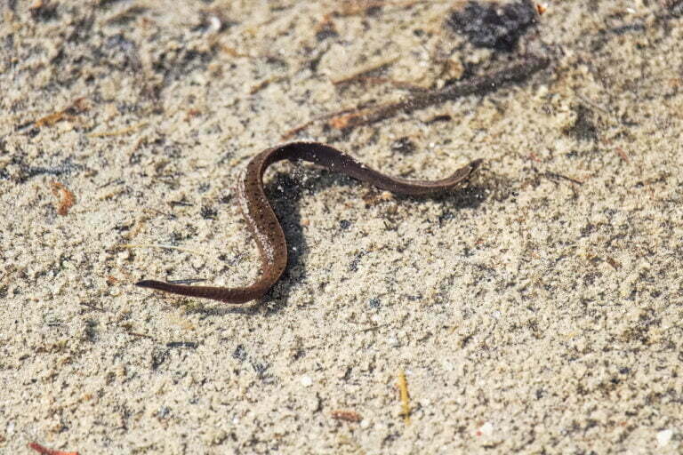 Leech Symbolism - Spirit Animal Totems