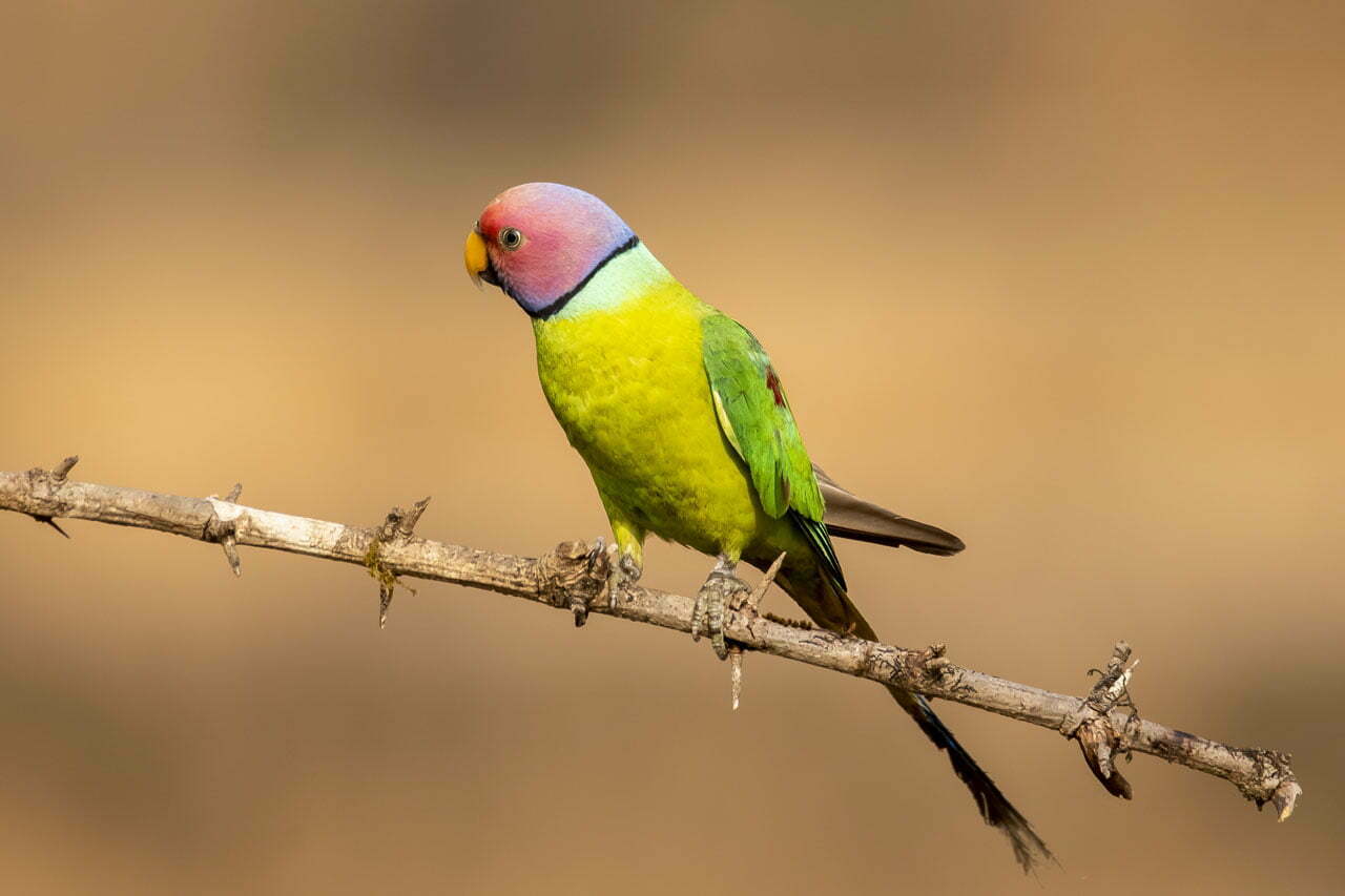 Parakeet Symbolism - Spirit Animal Totems