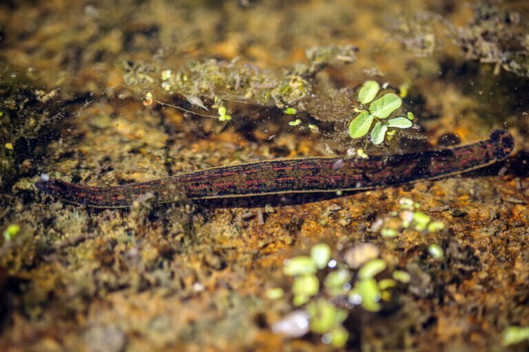 Leech Symbolism - Spirit Animal Totems