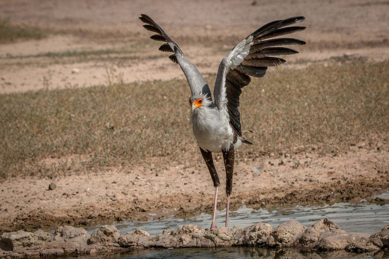Secretary Bird Symbolism - Spirit Animal Totems